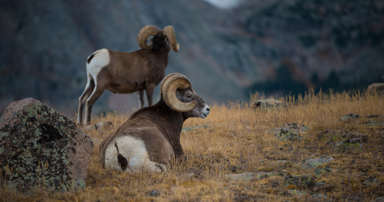New study finds differences in bighorn sheep migrations // GOHUNT. The ...
