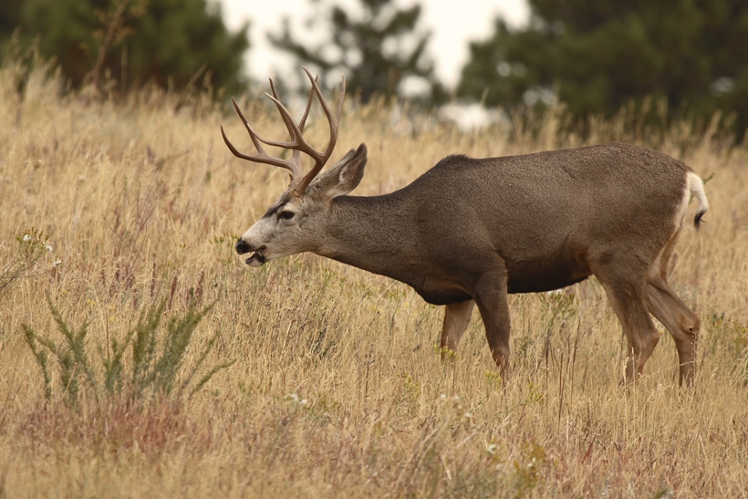Chronic wasting disease continues to spread // GOHUNT. The Hunting Company