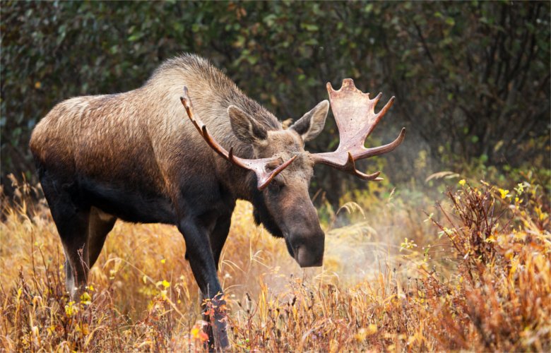 The moose mess // GOHUNT. The Hunting Company