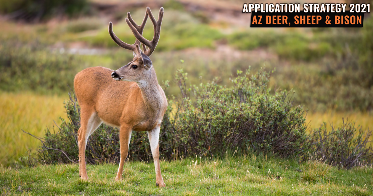 APPLICATION STRATEGY 2021: Arizona Deer, Sheep and Bison // GOHUNT. The Hunting Company
