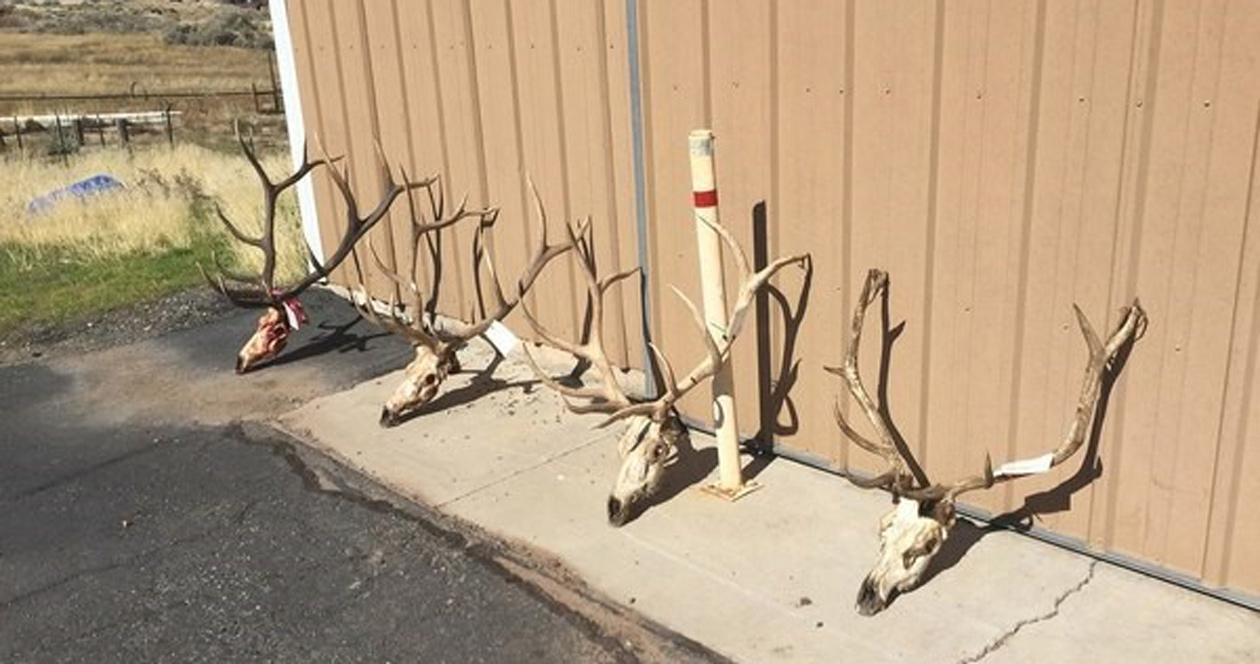 Two Utah families convicted of poaching more than a dozen elk // GOHUNT ...