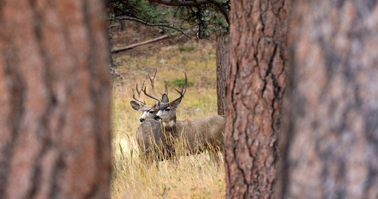 First case of CWD found in Yellowstone mule deer // GOHUNT. The Hunting ...