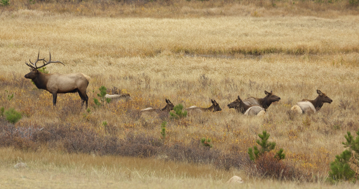 WGFD Holds Phase II of Elk Feedground Process // GOHUNT. The Hunting ...