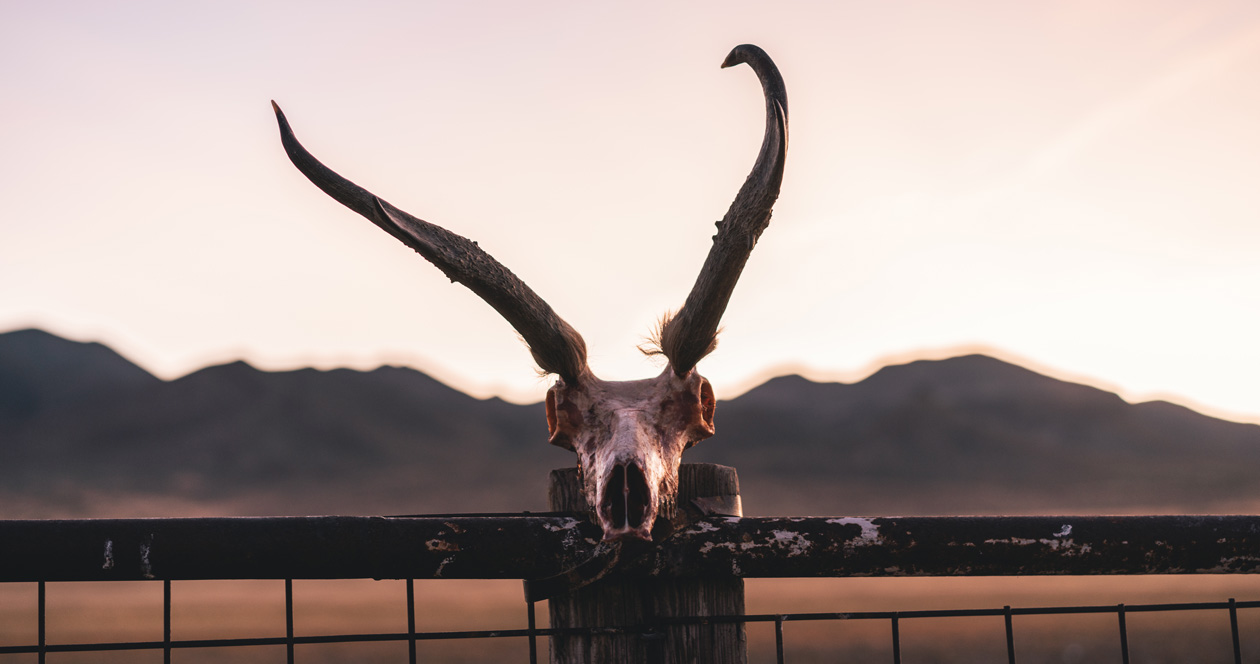 Four tips to consider when hunting antelope this year // GOHUNT. The ...