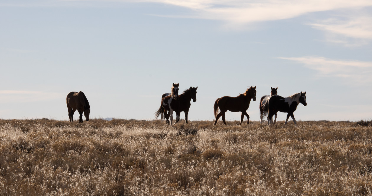 Wild horse roundup completed in Nevada // GOHUNT. The Hunting Company