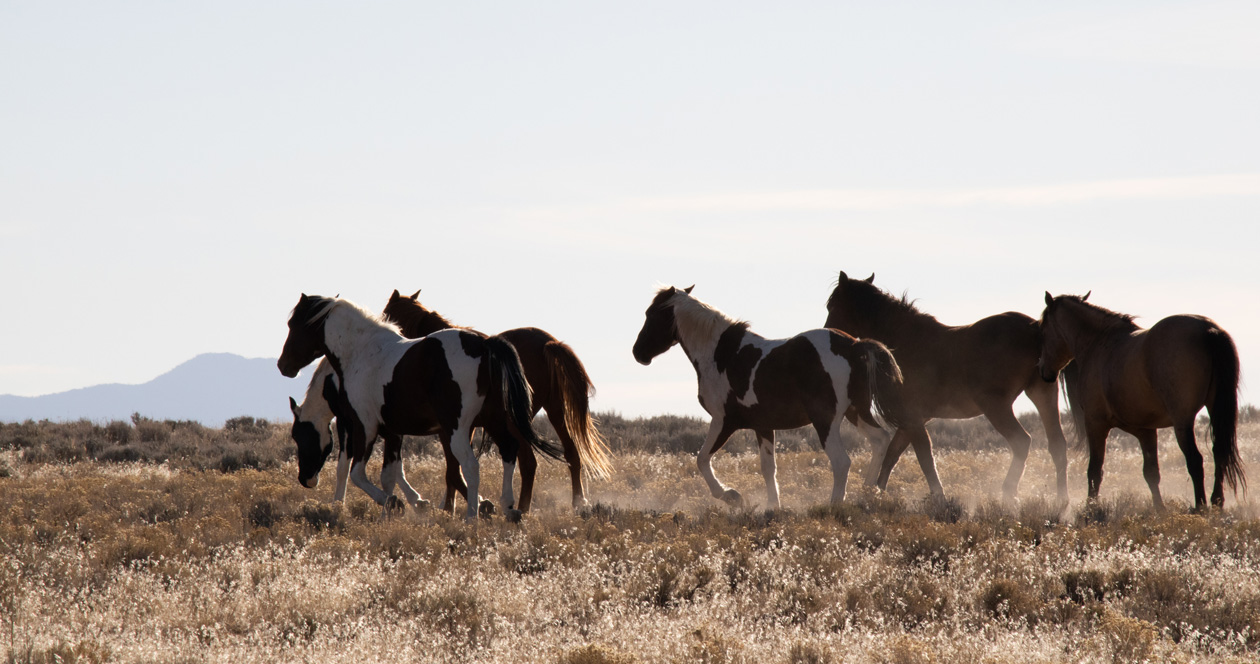 BLM completes wild horse round-up in Nevada // GOHUNT. The Hunting Company