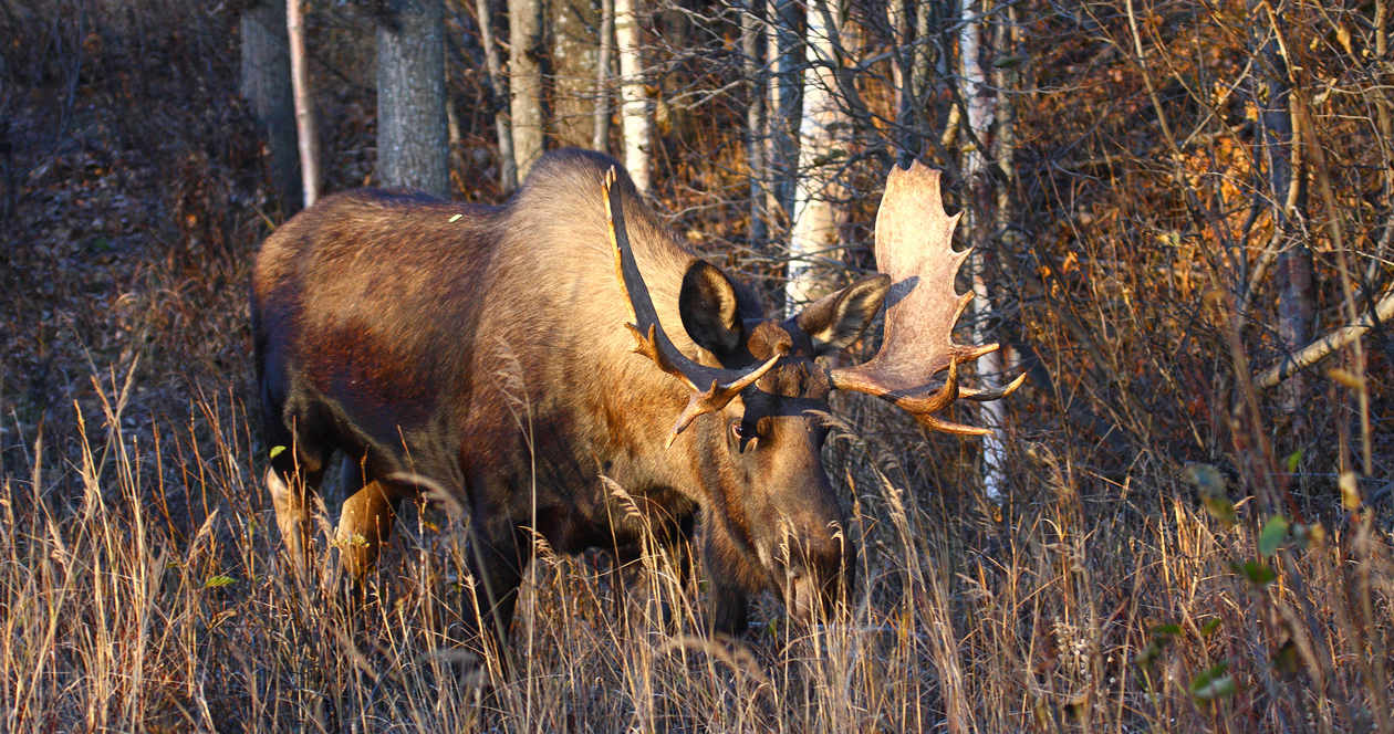 Colorado teenage hunter charged with poaching moose // GOHUNT. The ...