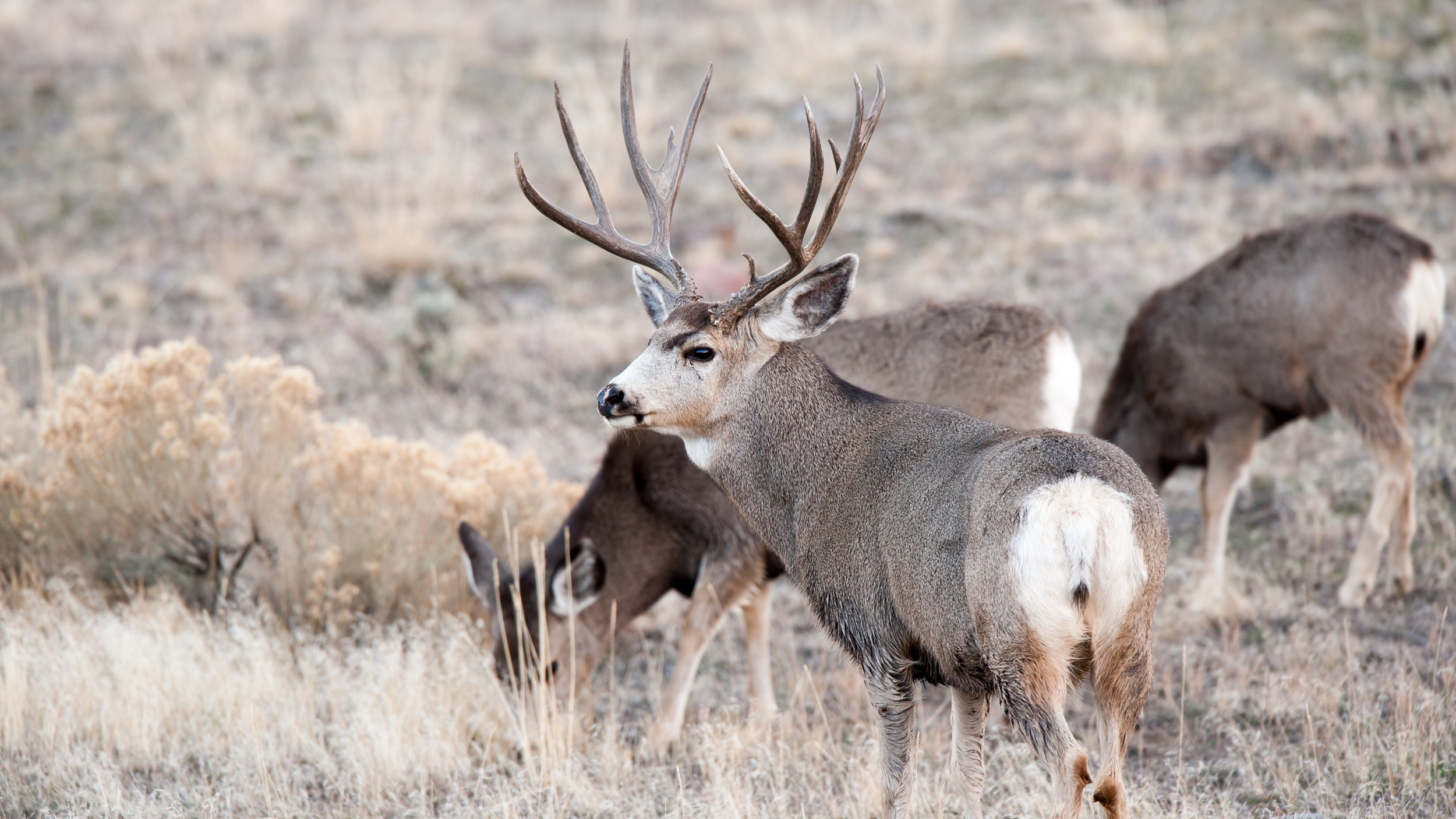 General Season vs. Limited-Entry Hunting Tags in Utah: What’s the ...