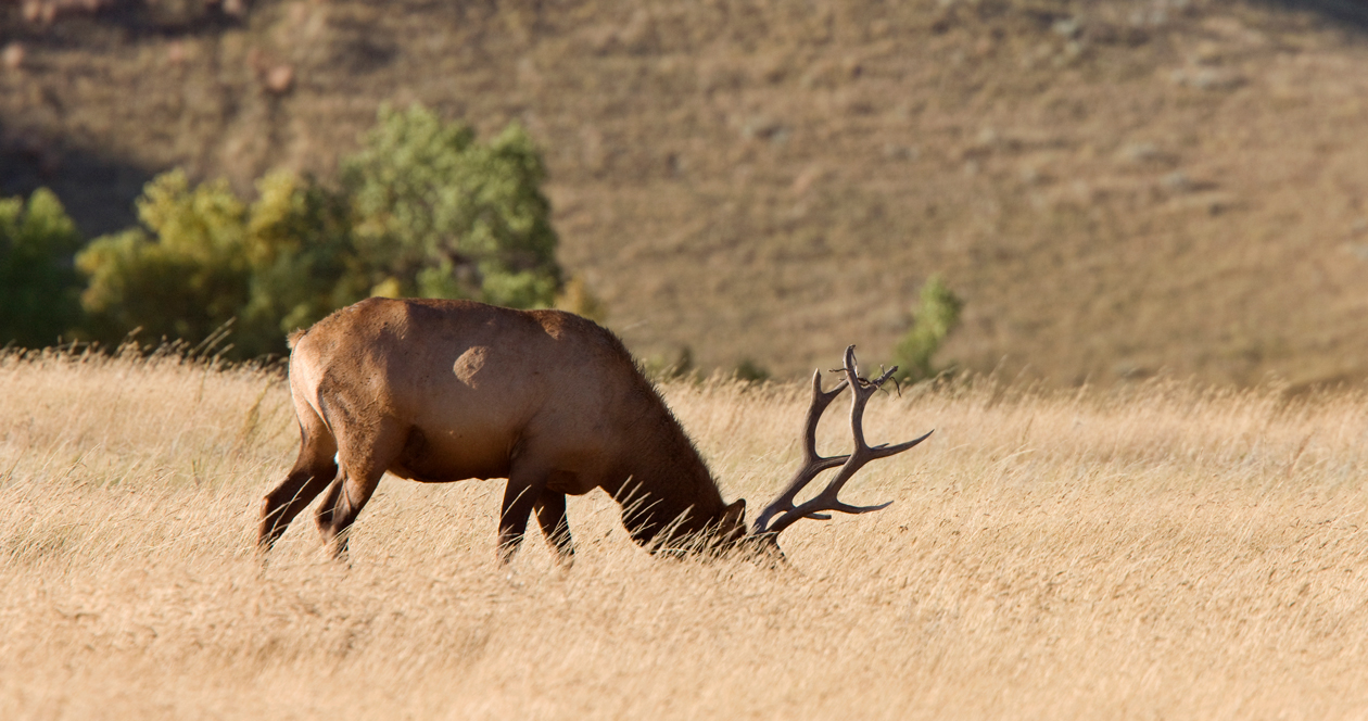 North Dakota officials seek elk poacher // GOHUNT. The Hunting Company
