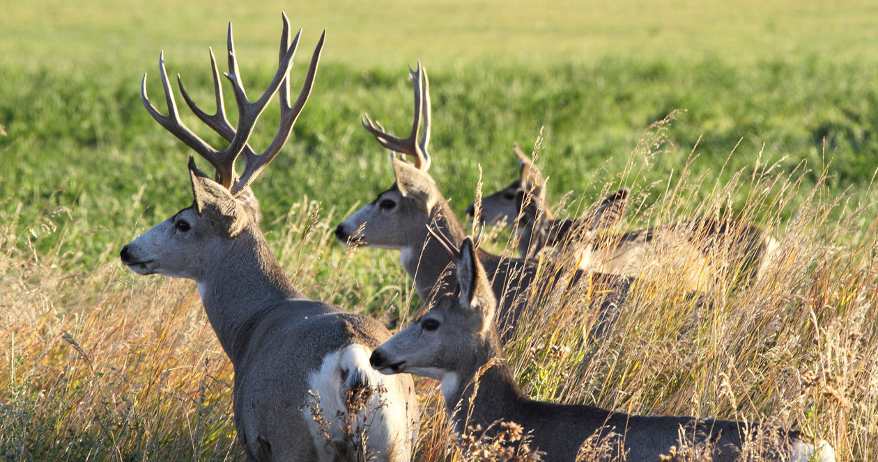 Study finds CWD could infect humans // GOHUNT. The Hunting Company