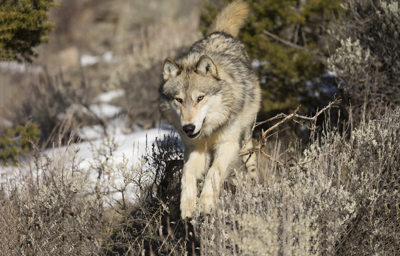Utah man who shot wolf goes free // GOHUNT. The Hunting Company