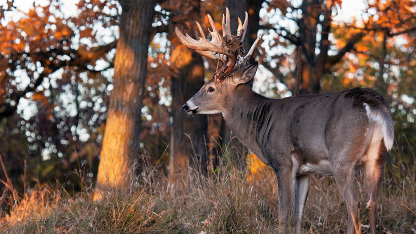 Michigan deer rancher falsifies CWD samples // GOHUNT. The Hunting Company