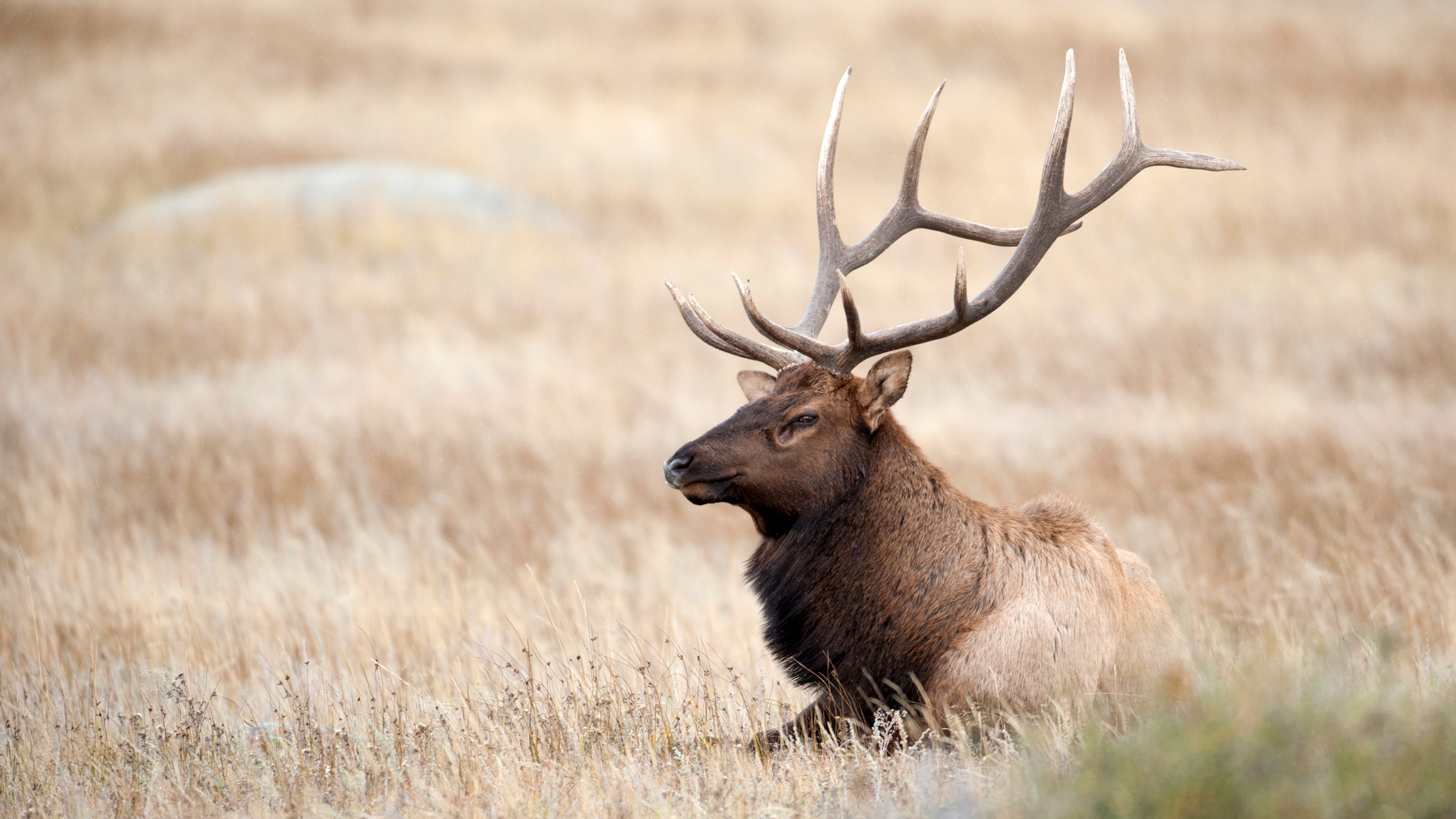 Application Strategy 2026: Idaho nonresident general season deer and ...
