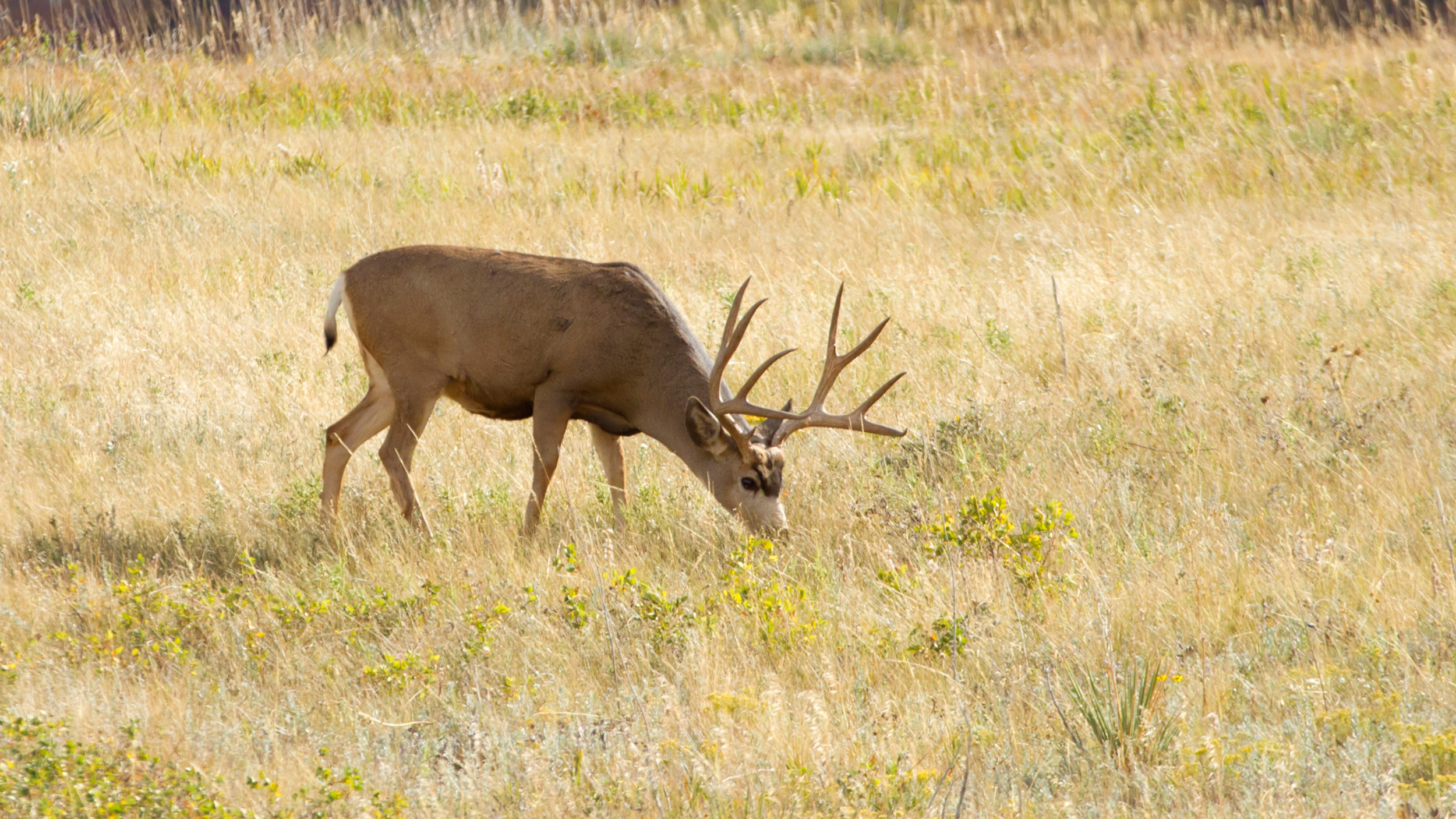 Application Strategy 2025: Wyoming deer and antelope insights, tips ...