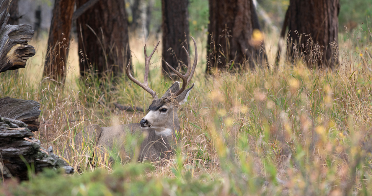 South Dakota considers changes to nonresident hunting regulations // GOHUNT. The Hunting Company