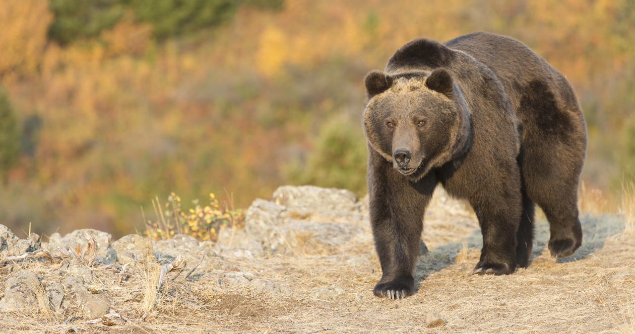 Government takes on active role in grizzly bear management // GOHUNT ...