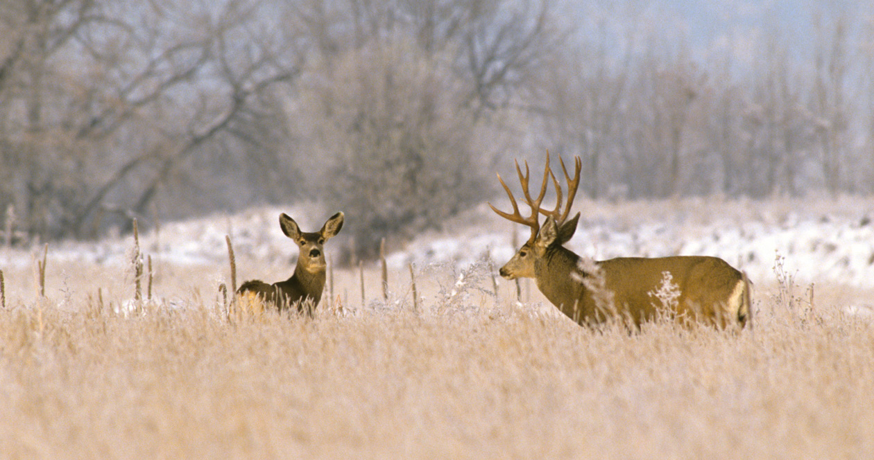 Nevada mule deer begin spring migration // GOHUNT. The Hunting Company