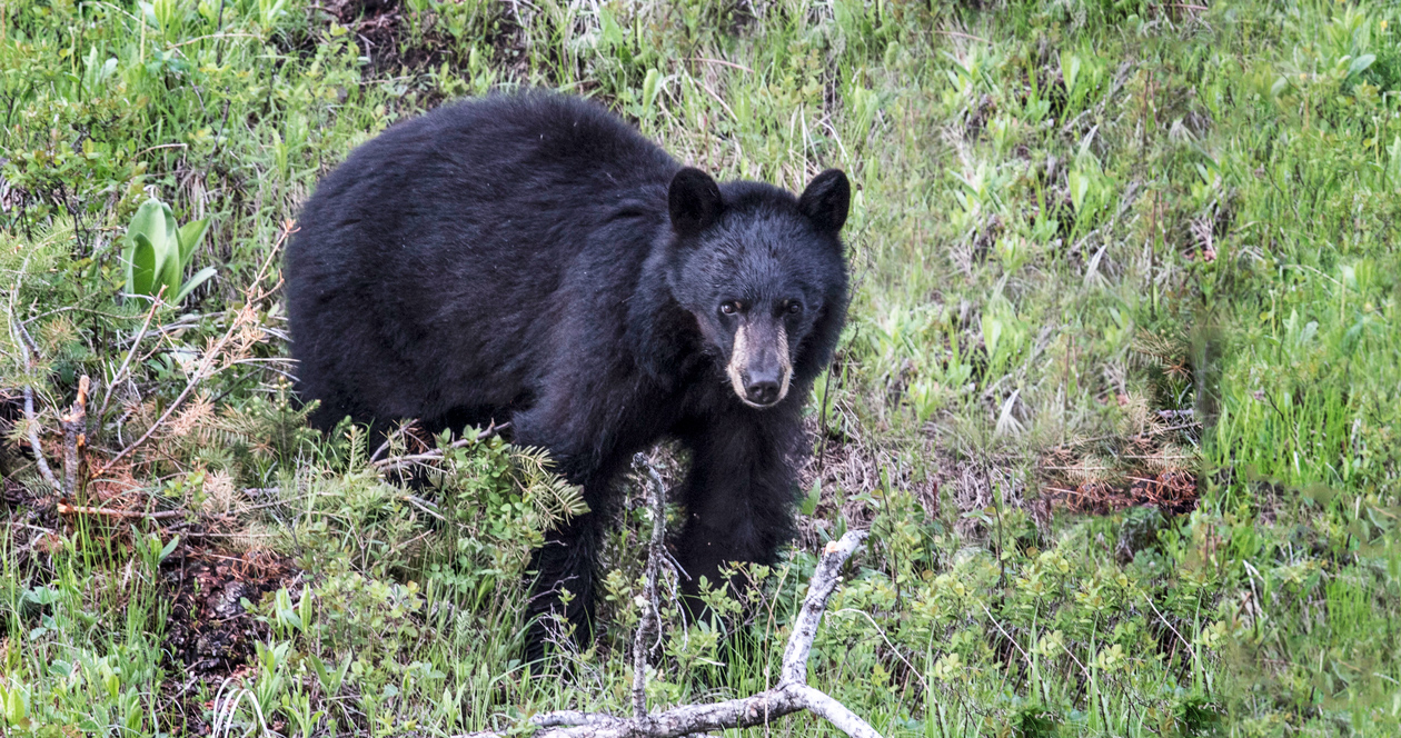 Nevada charges three with poaching black bear in Pinenut Mountains ...