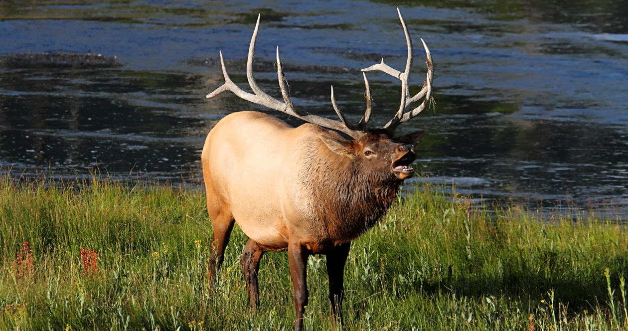 Brothers charged with poaching elk in Montana // GOHUNT. The Hunting ...
