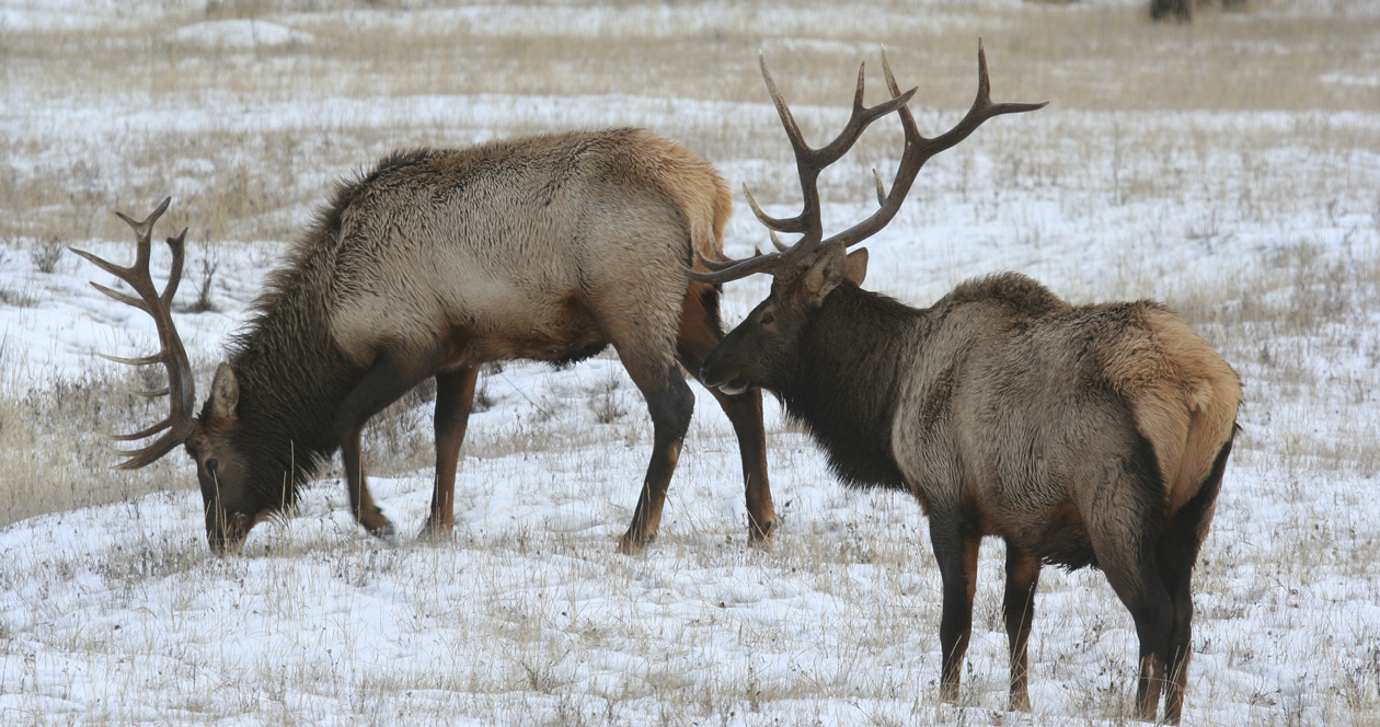 Washington gets elk ready for winter // GOHUNT. The Hunting Company