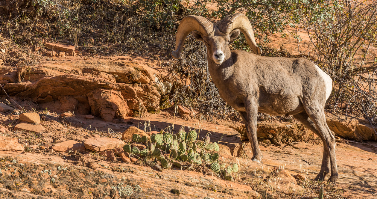 #DontBombTheBighorn campaign ends Nevada bombing range expansion ...