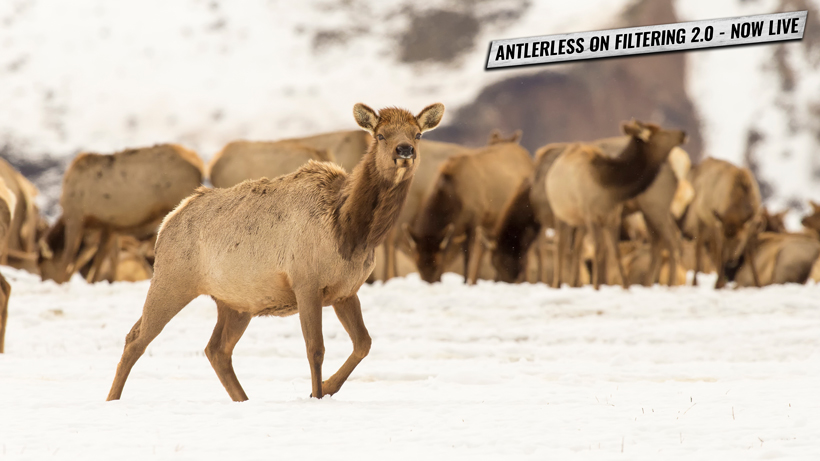 Full Antlerless Hunt Coverage Now on GOHUNT Insider // GOHUNT. The ...