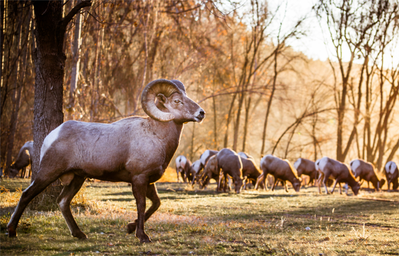Fourth translocation for Catalina Mountains bighorn sheep // GOHUNT ...