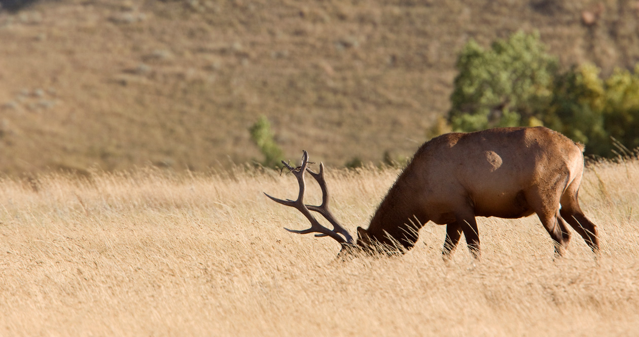 Idaho’s new licensing system is more hunter friendly // GOHUNT. The ...