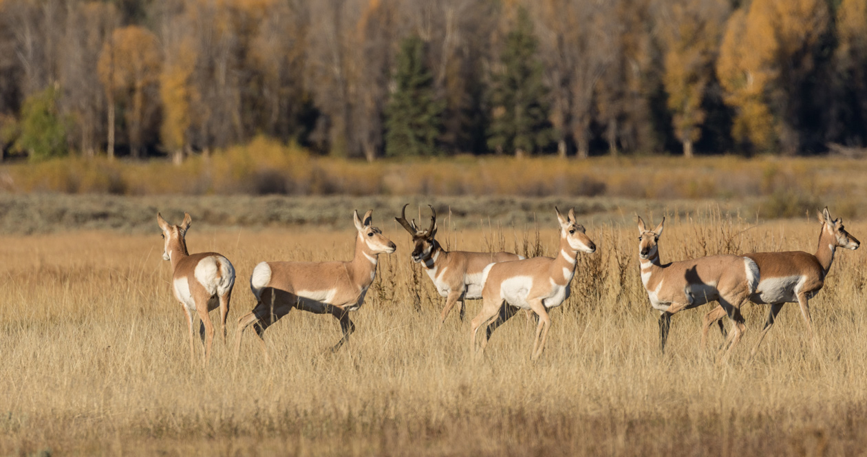 Antelope reintroduction effort in Washington successful // GOHUNT. The ...