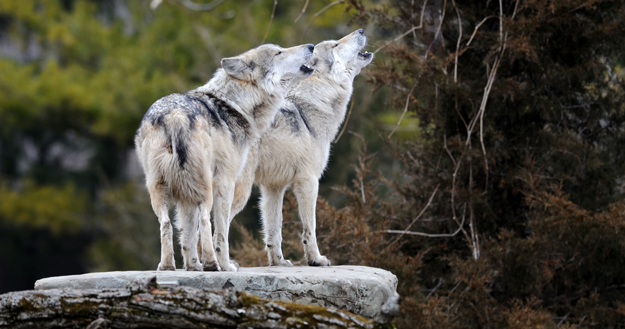 Two Minnesota wolves relocated to Michigan’s Isle Royale // GOHUNT. The ...
