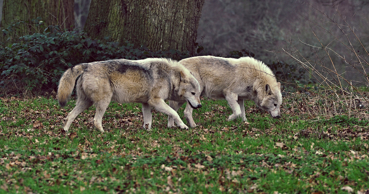 Washington approves removal of problem wolf // GOHUNT. The Hunting Company