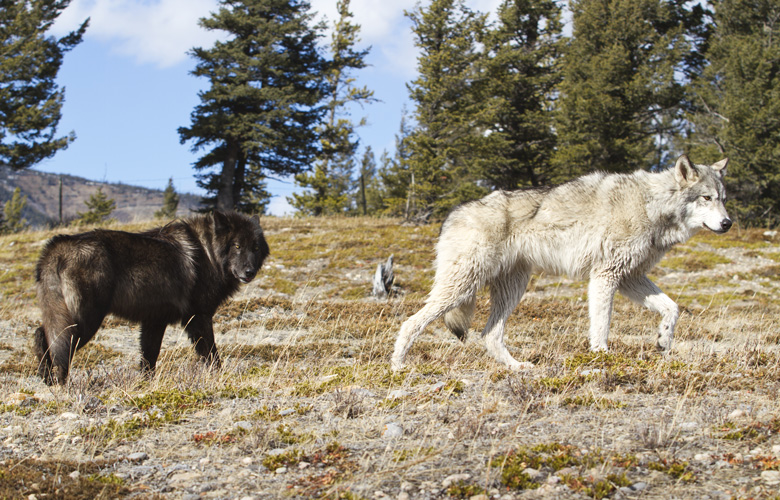 Anti-wolf campaign hits Spokane // GOHUNT. The Hunting Company