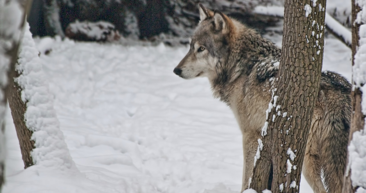 Idaho preps for annual wolf count // GOHUNT. The Hunting Company