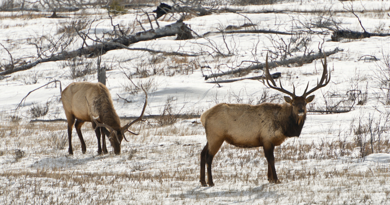 Elk hunt restrictions lifted in Wisconsin // GOHUNT. The Hunting Company