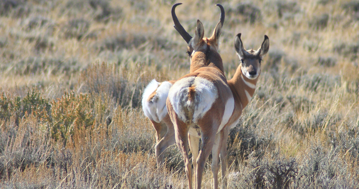 FWS proposes whitetail deer and antelope seasons on National Elk Refuge ...