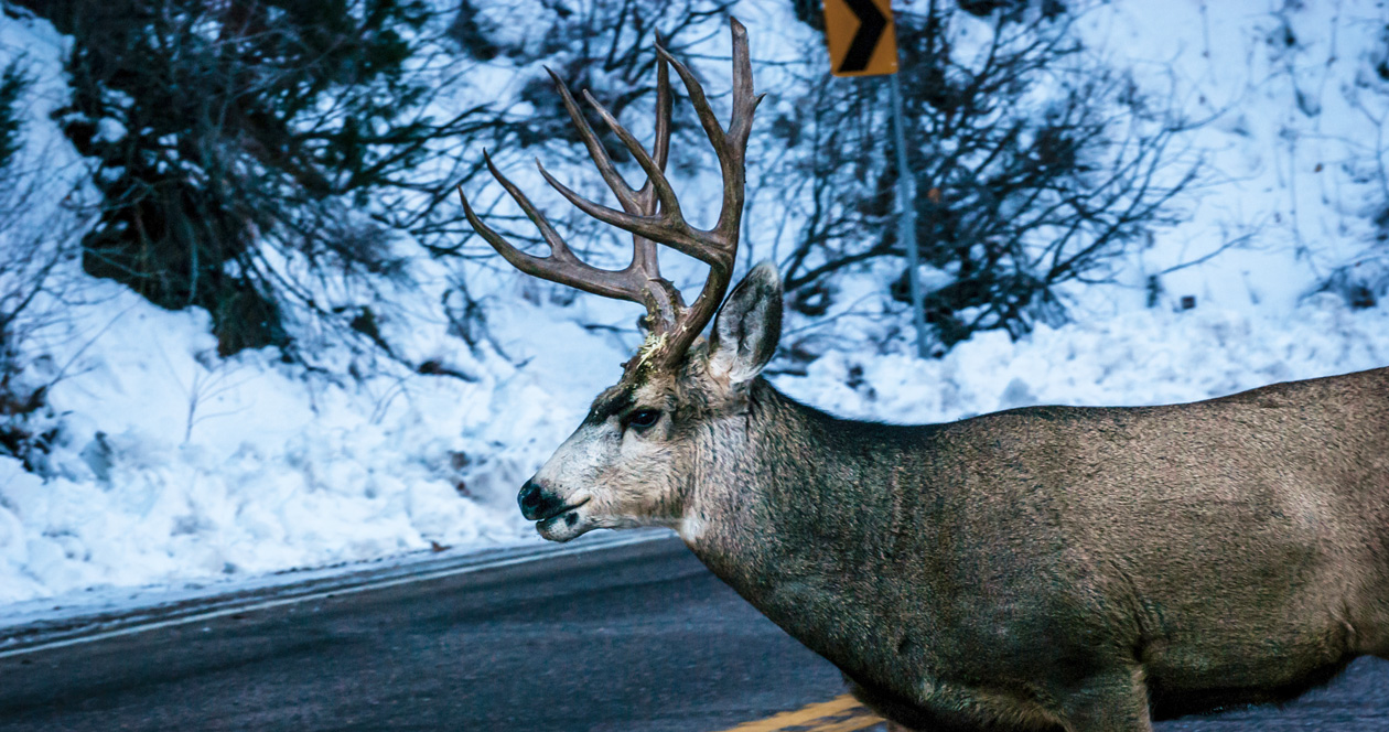 New Washington law makes dinner out of roadkill // GOHUNT. The Hunting ...
