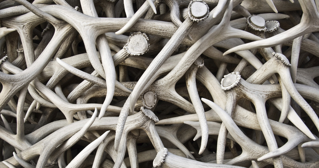 Elk antler auction raises over $186,000 // GOHUNT. The Hunting Company