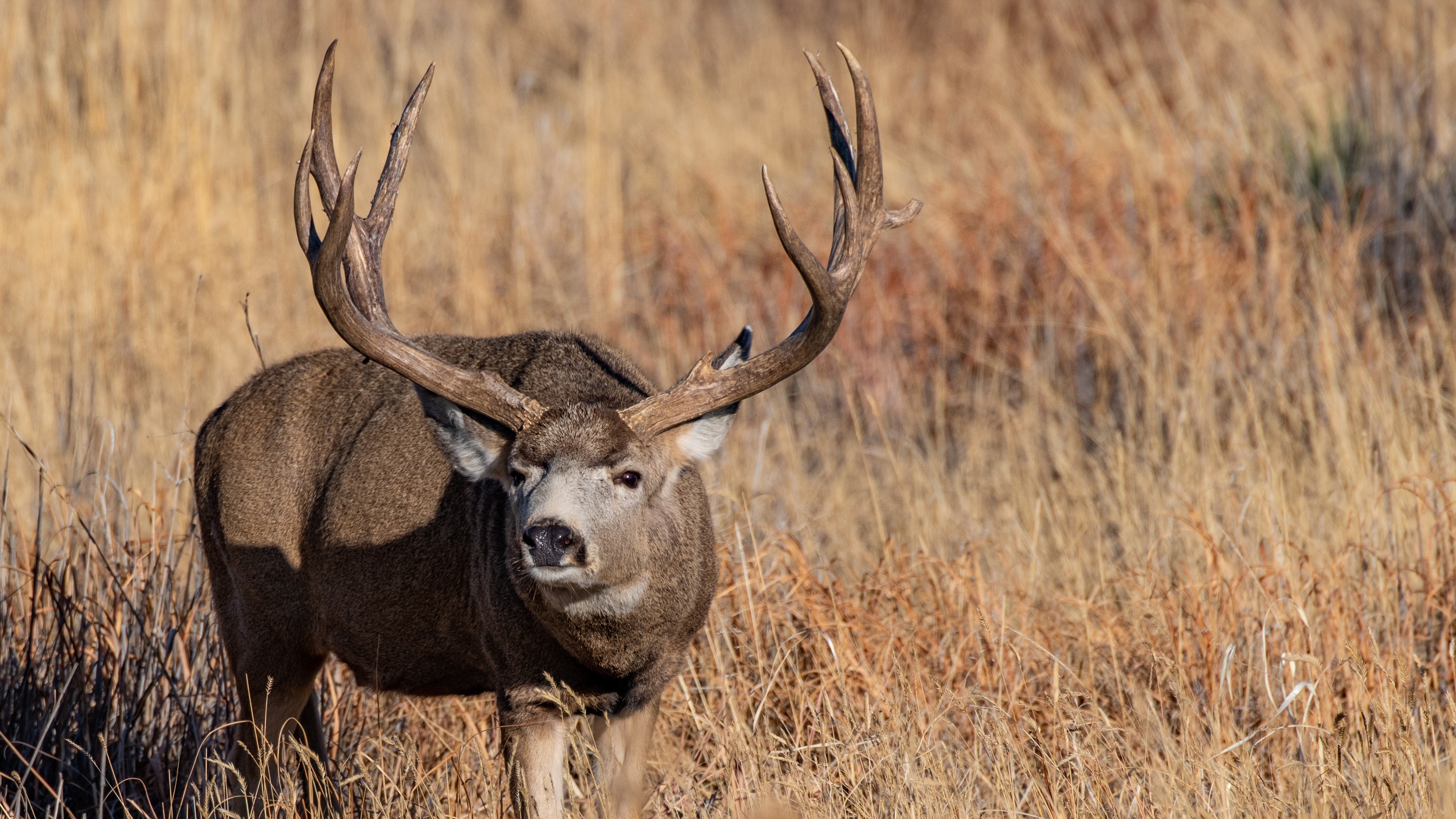 Application Strategy 2025: New Mexico mule deer and Coues deer insights when applying for hunts ...
