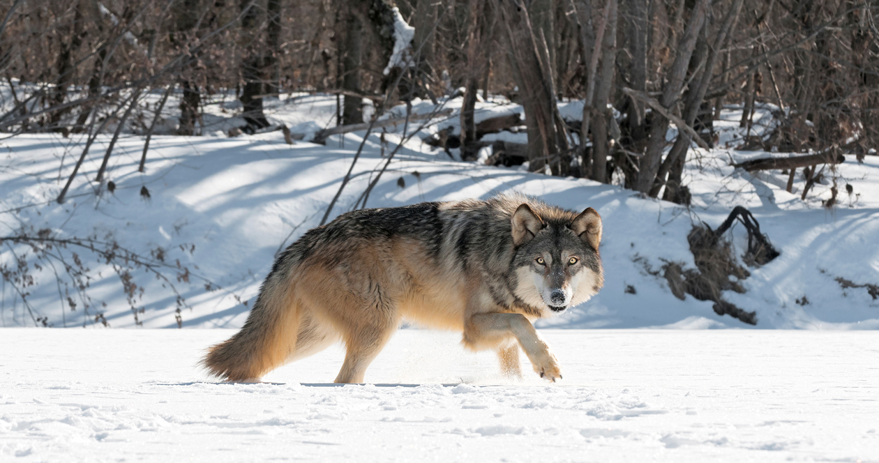 Montana wolf management may see changes // GOHUNT. The Hunting Company