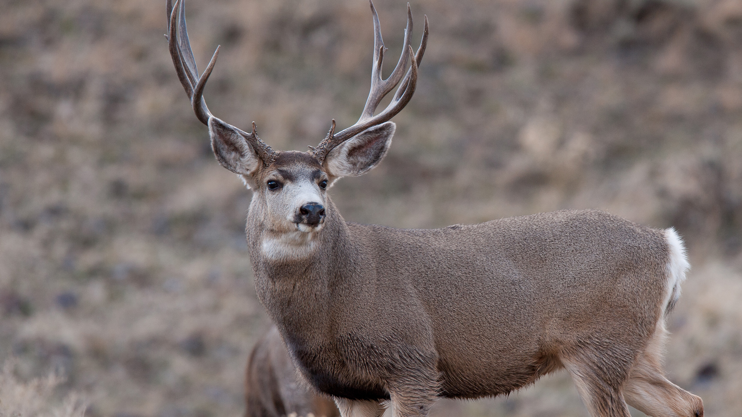 CWD confirmed in California elk and deer // GOHUNT. The Hunting Company