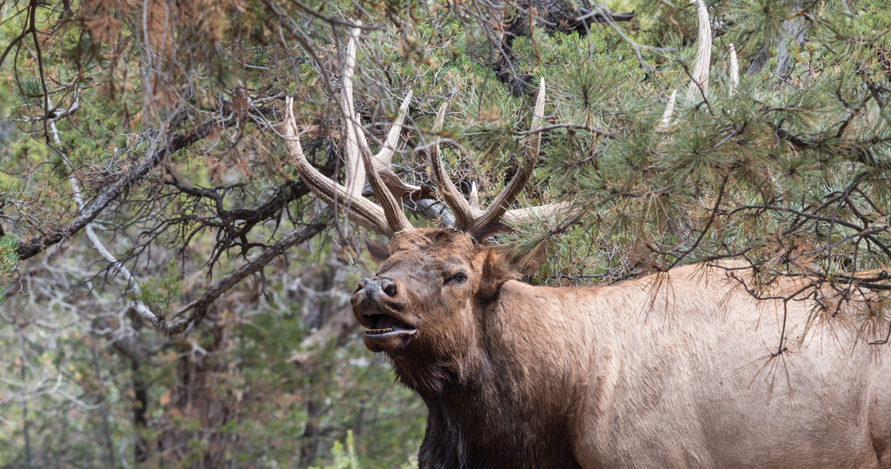 Pine beetles impact Montana elk habitat // GOHUNT. The Hunting Company