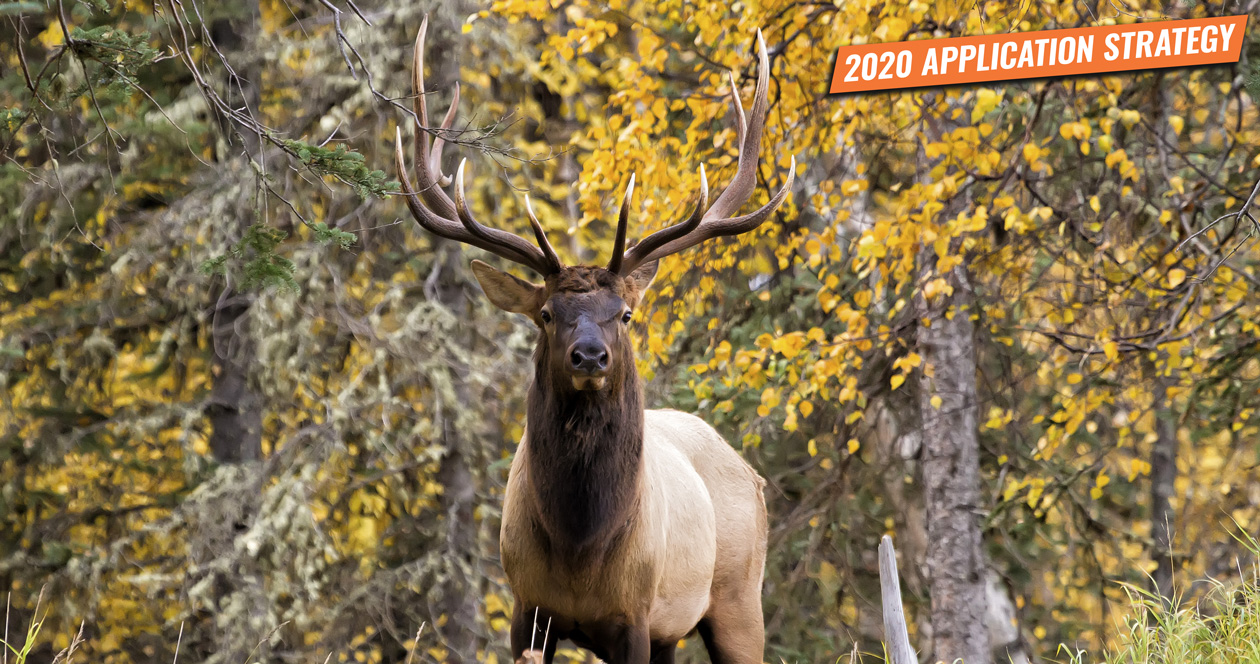 APPLICATION STRATEGY 2020: Colorado Elk and Antelope // GOHUNT. The ...