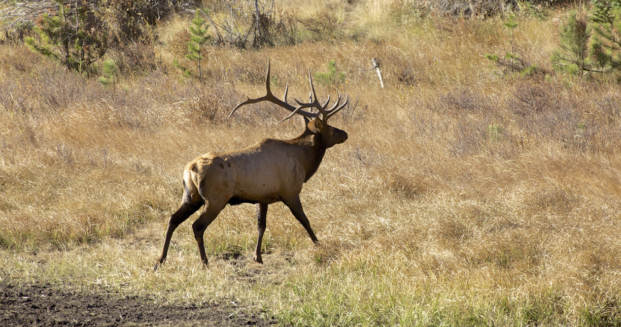 Application Strategy 2022: Arizona Elk // GOHUNT. The Hunting Company