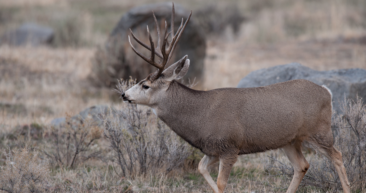 IDFG requests help in four poaching cases // GOHUNT. The Hunting Company