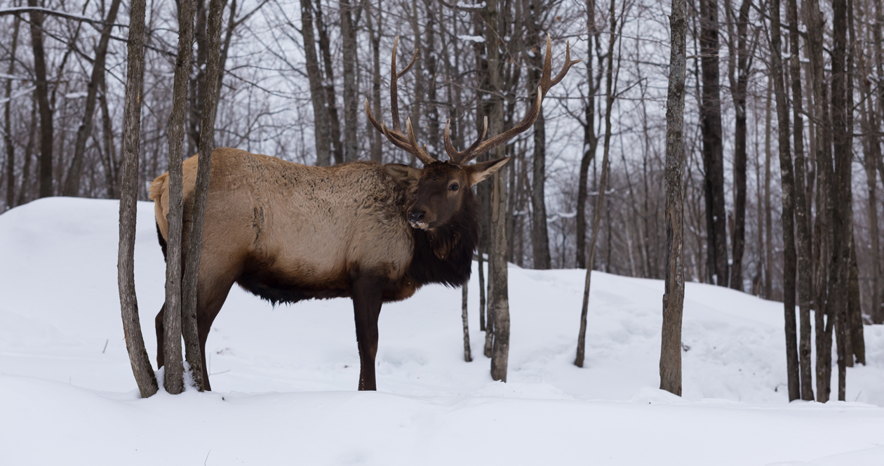 Missouri Conservation Commission approves second elk season // GOHUNT ...