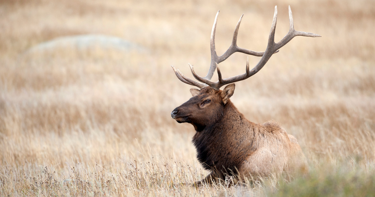 RMEF awards $100,000 grant for elk hoof disease research // GOHUNT. The ...