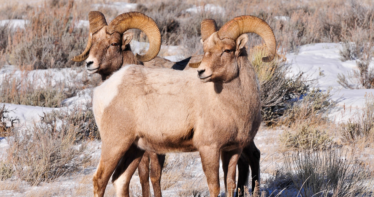 Vail, CO to install emergency fencing to help bighorn sheep // GOHUNT ...