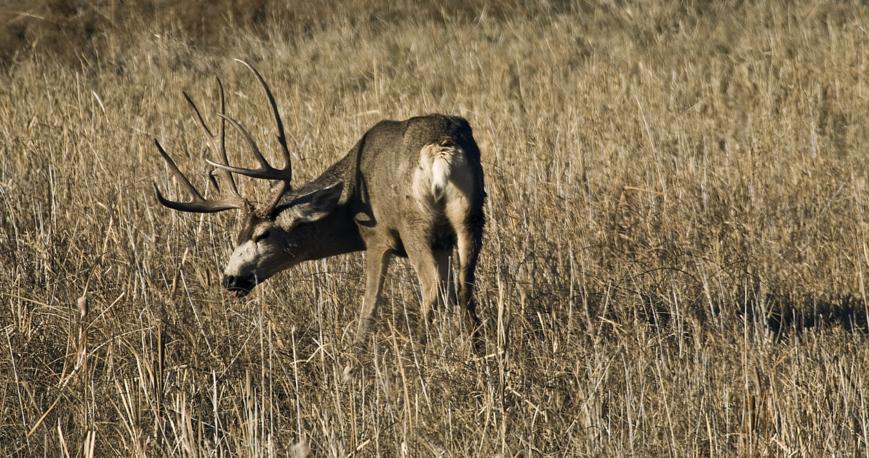 Utah decreases number of general deer tags for 2021 // GOHUNT. The ...