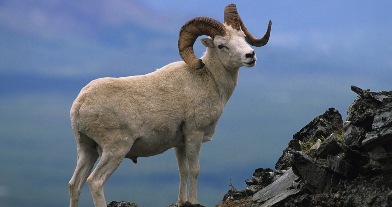 Bacteria confirmed in Alaska’s Dall sheep and mountain goat populations ...