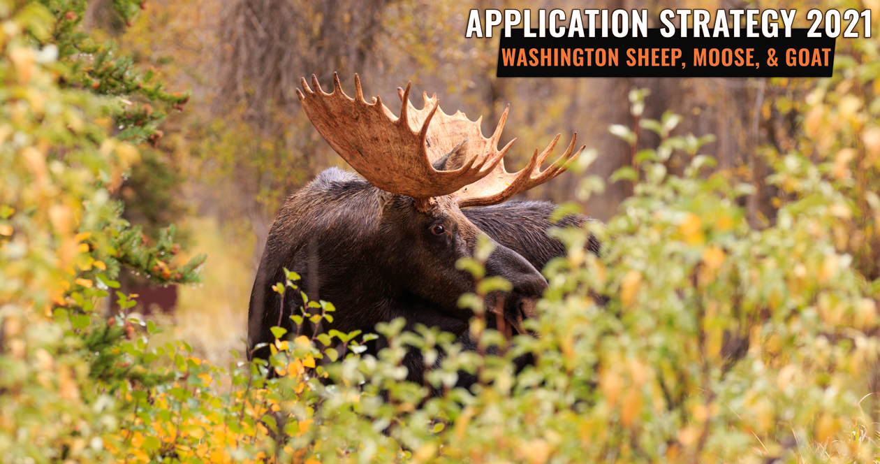 APPLICATION STRATEGY 2021: Washington Bighorn Sheep, Moose, and Mountain Goat // GOHUNT. The ...